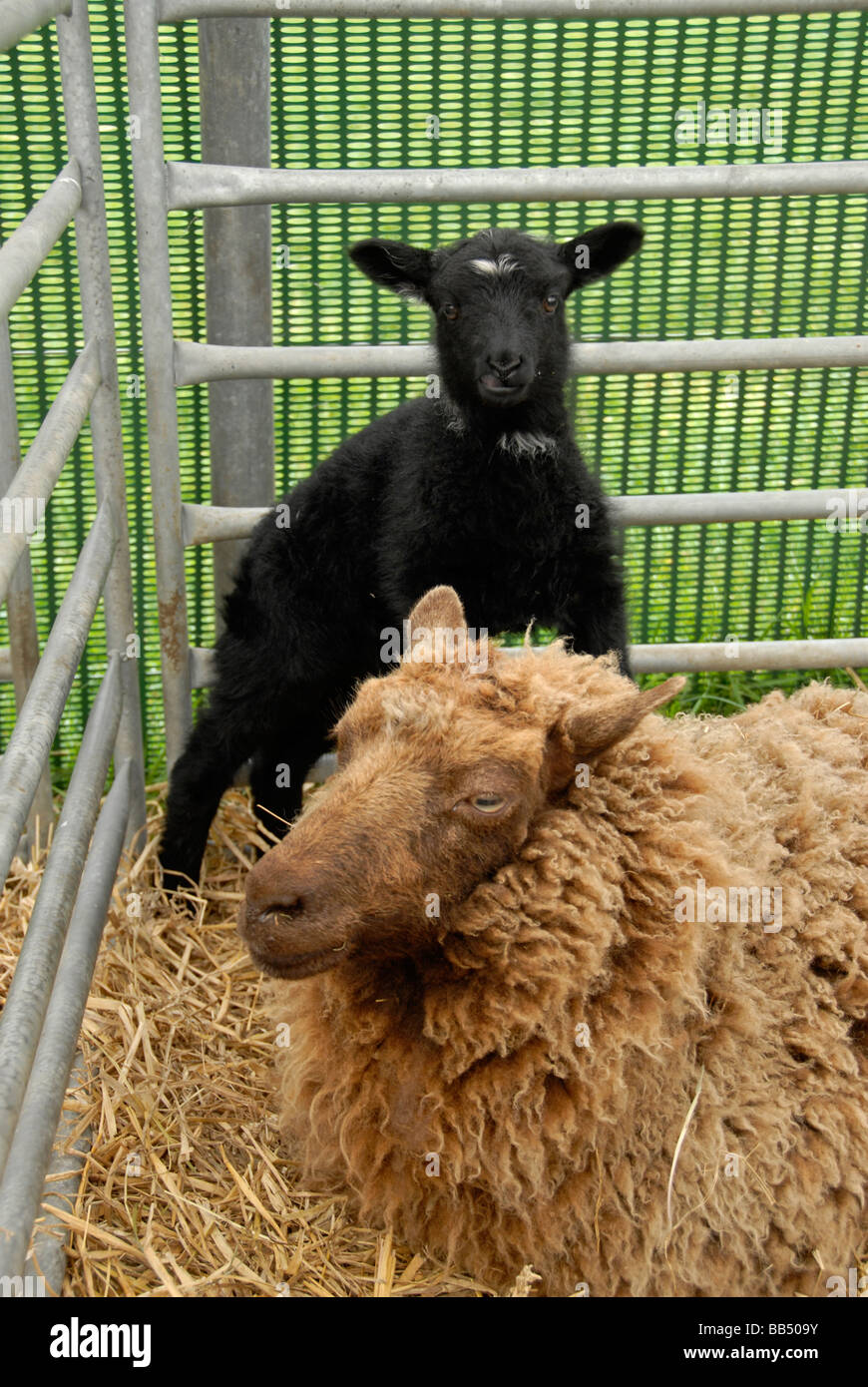 Shetland Sheep Mother with lamb Stock Photo - Alamy