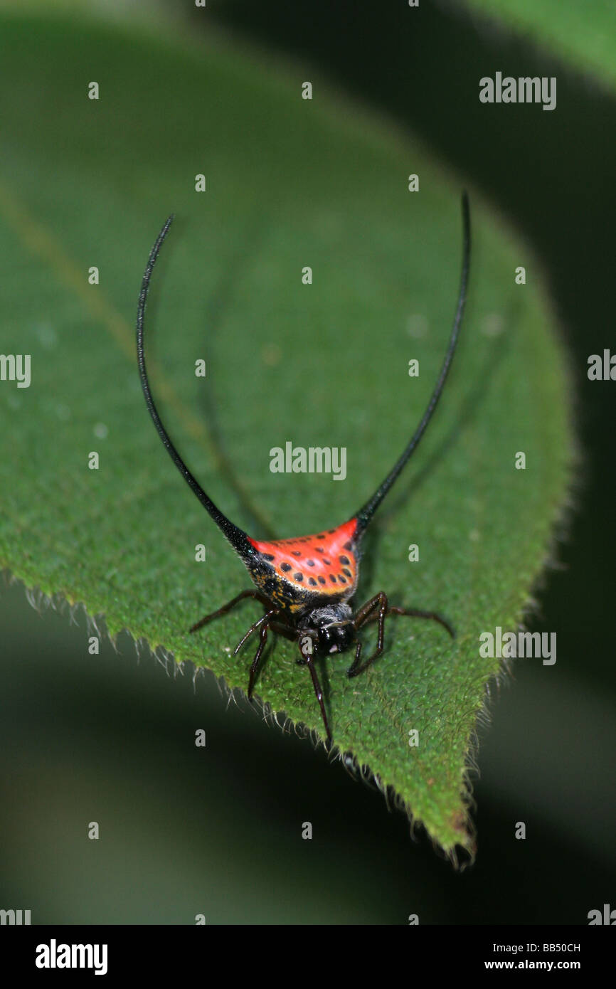 Horned spider hi-res stock photography and images - Alamy