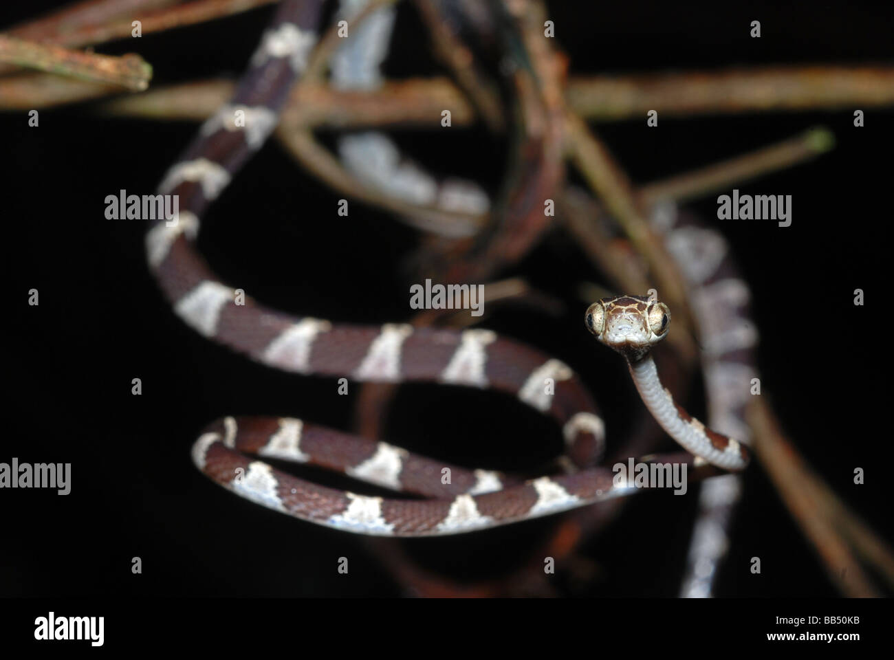 Common blunt head hi-res stock photography and images - Alamy