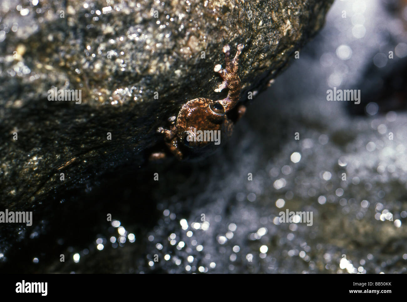 Torrent tree frog (Litoria nannotis), Crystal Creek, Paluma, Queensland ...