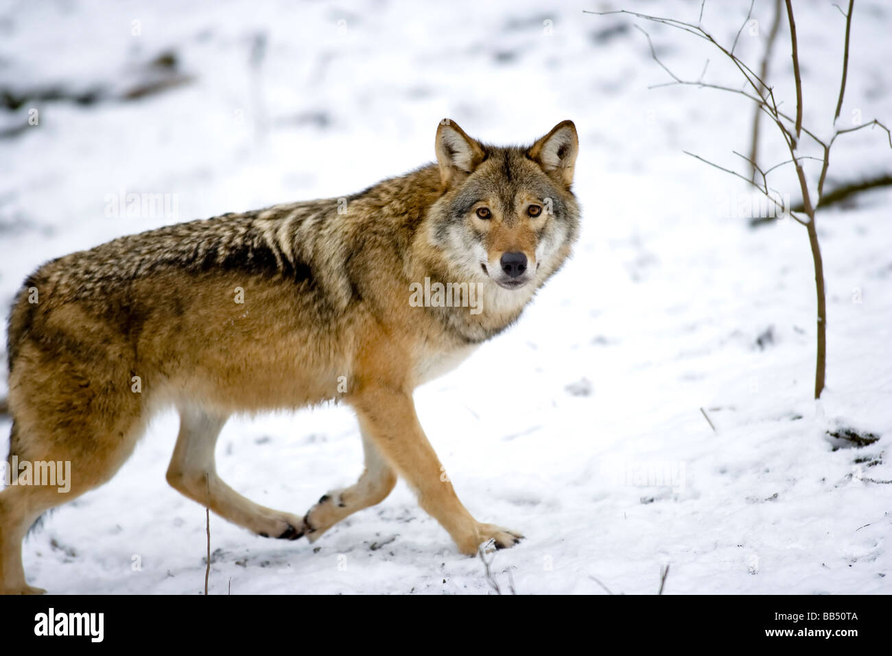 Wolf, Varg (Canis lupus Stock Photo - Alamy