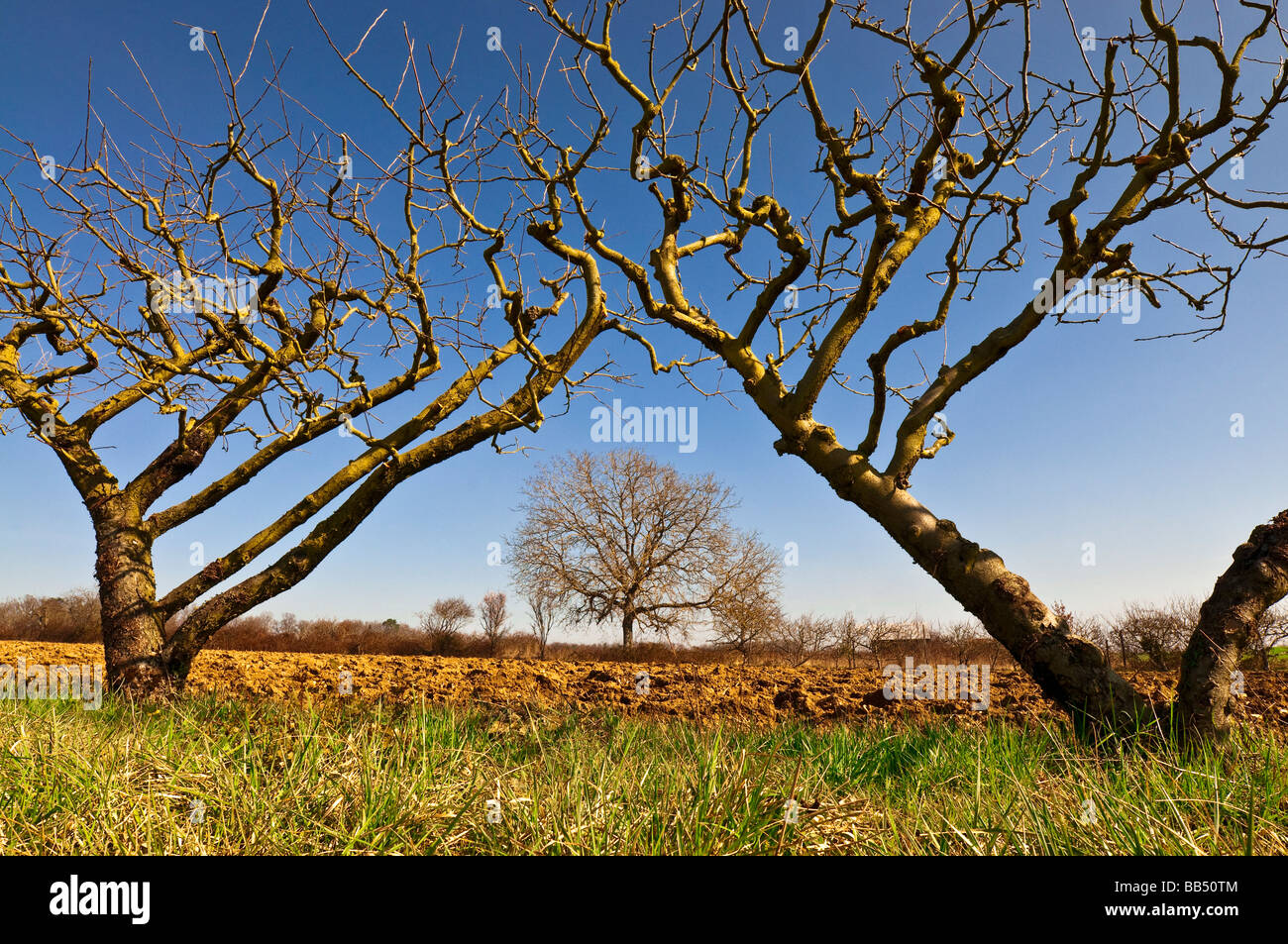 Apple trees france hi-res stock photography and images - Alamy