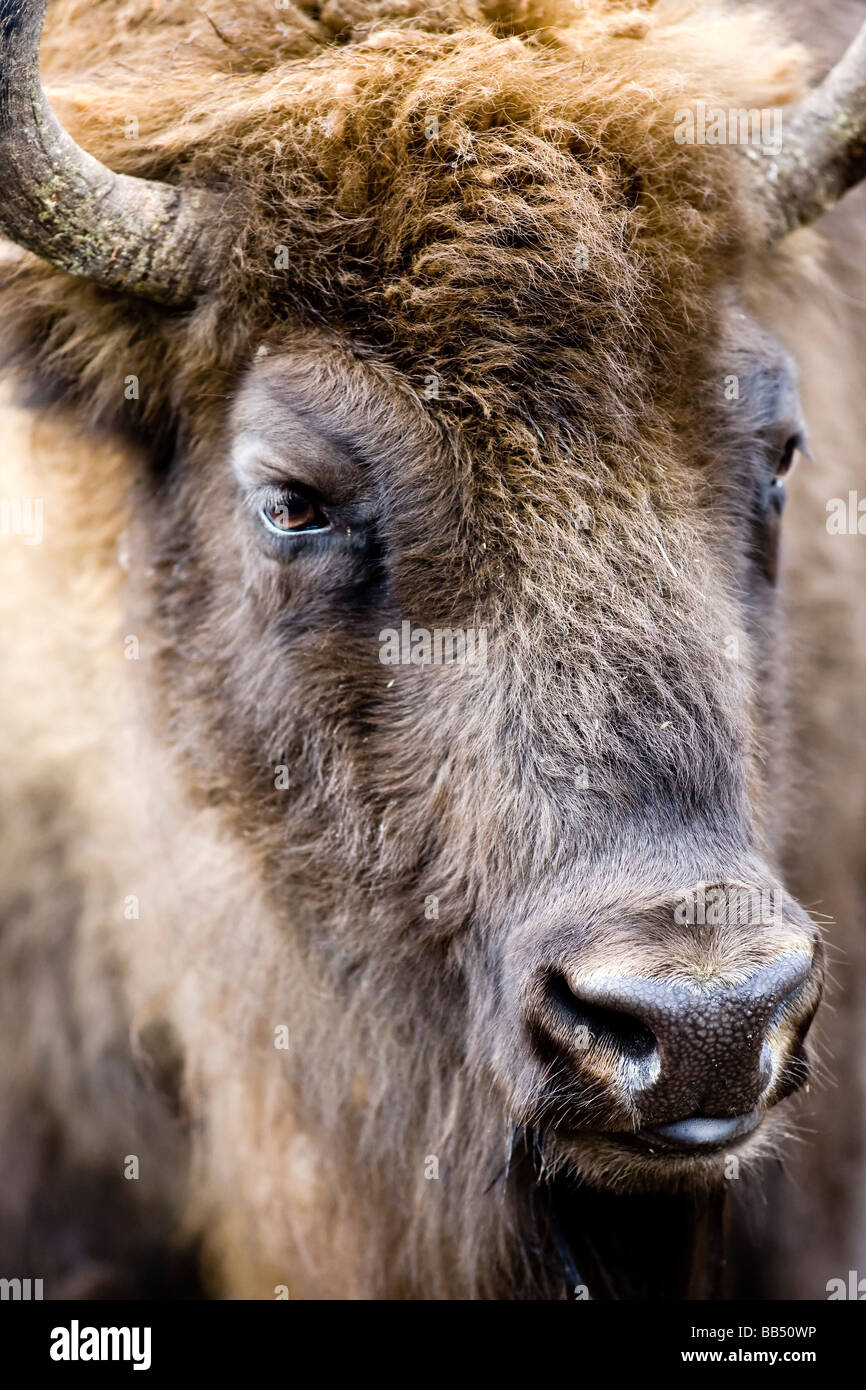 European Bison (Bison bonasus Stock Photo - Alamy European Bison (Bison bonasus Stock Photo - Alamy
