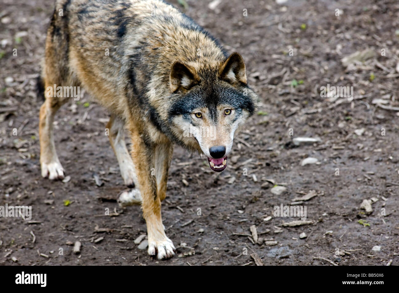 Gray Wolf (Canis Lupus Stock Photo - Alamy