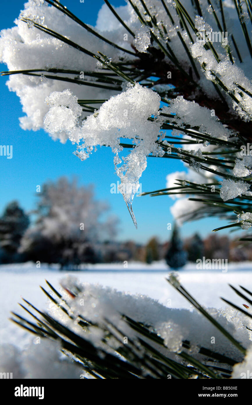 snowy ice drop on tree Stock Photo - Alamy