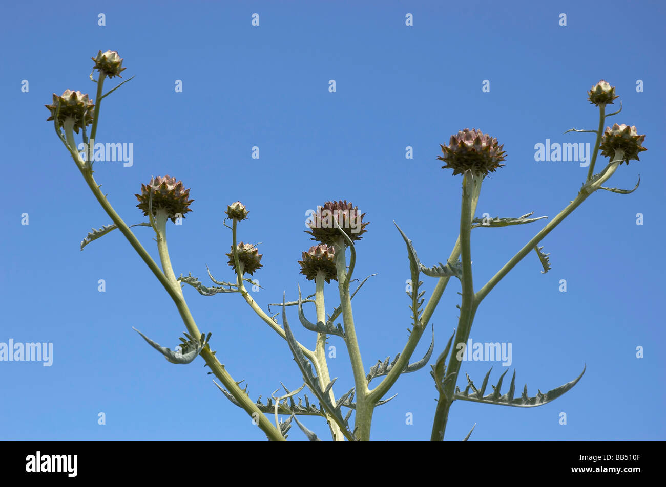 Cardoon hi-res stock photography and images - Alamy