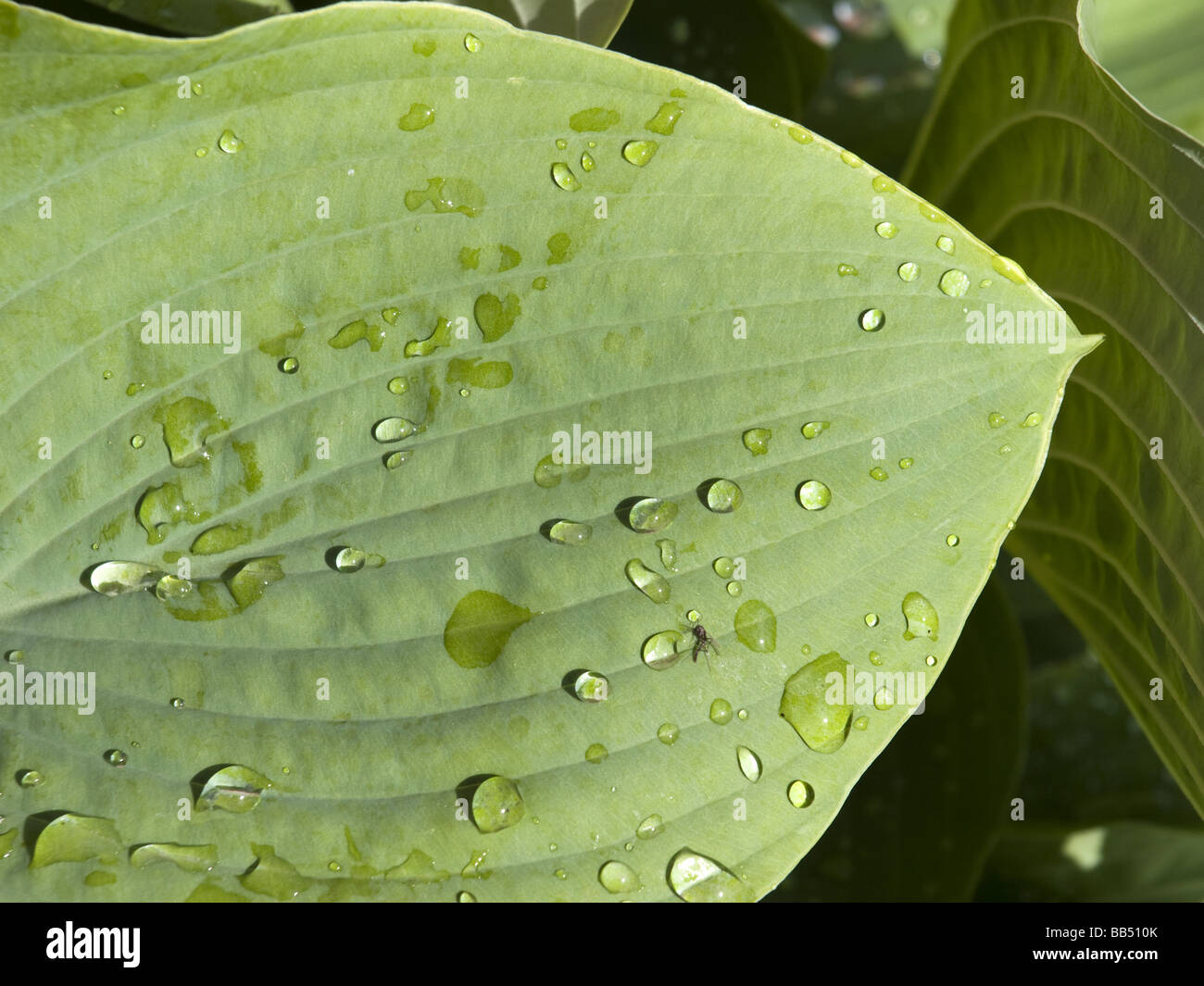 rain on leaf in garden Stock Photo - Alamy