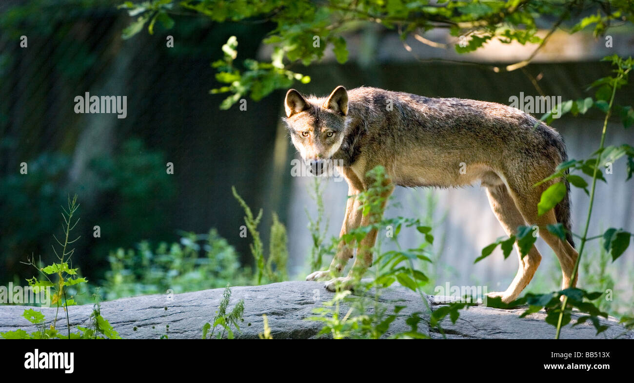 Gray Wolf (Canis Lupus Stock Photo - Alamy