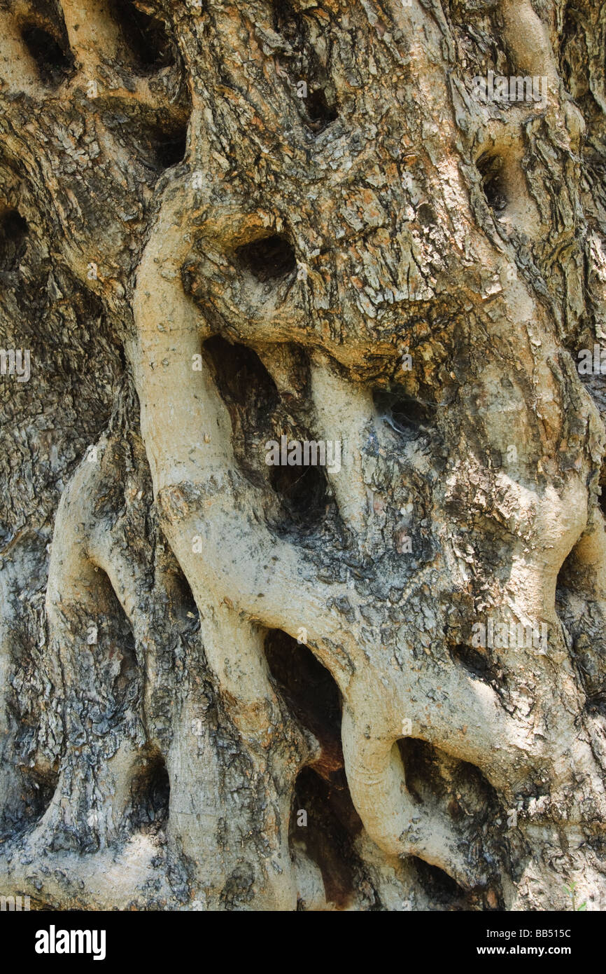A close-up of the gnarled trunk of an old Olive Tree (Olea europaea ...