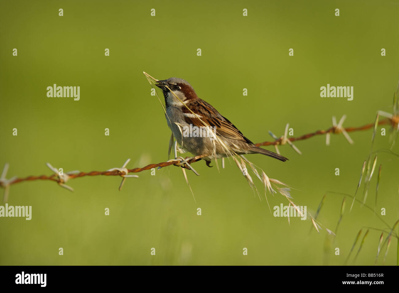 House sparrow nesting hi-res stock photography and images - Alamy