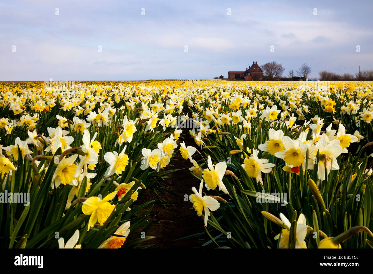 Field of daffodils england hi-res stock photography and images - Alamy