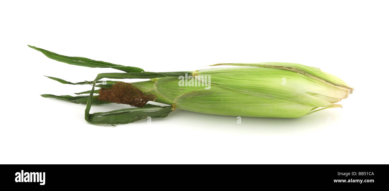 Ear of corn hi-res stock photography and images - Alamy