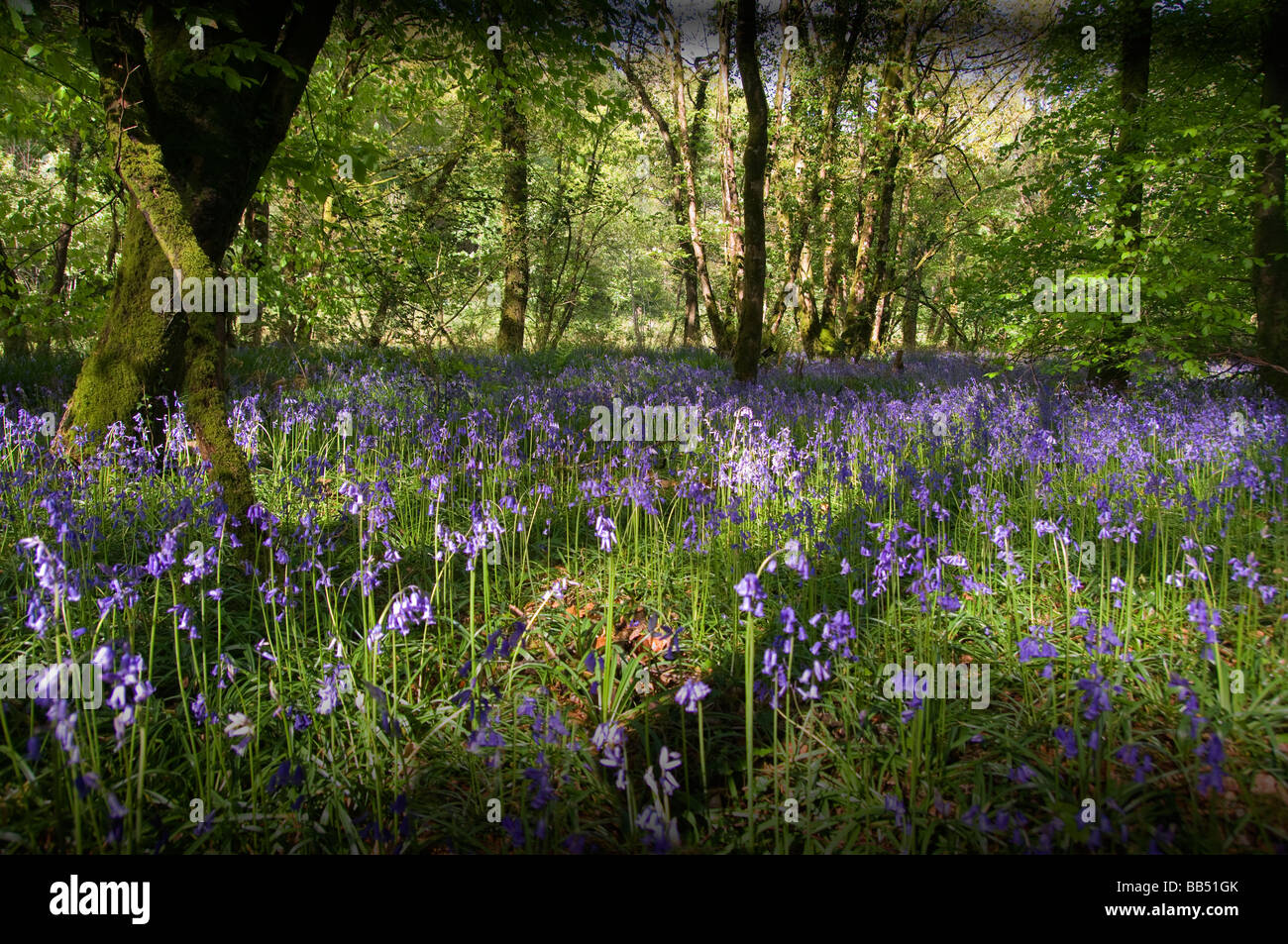 Canopy trees woods plants native british cornish hi-res stock ...