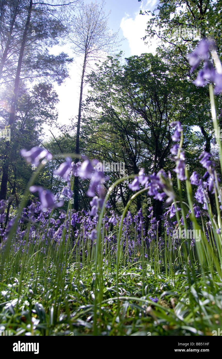 Canopy trees woods plants native british cornish hi-res stock ...