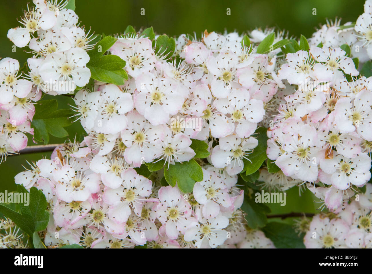 Hawthorn hi-res stock photography and images - Alamy