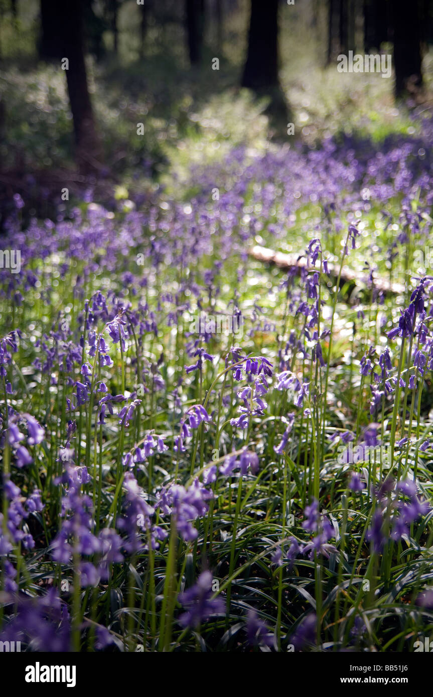 Canopy trees woods plants native british cornish hi-res stock ...