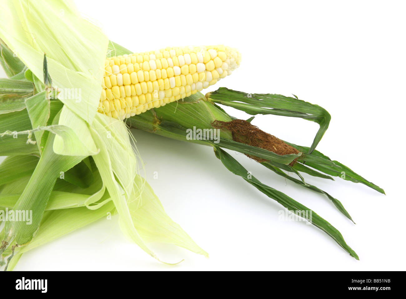 Two ear of corn hi-res stock photography and images - Alamy