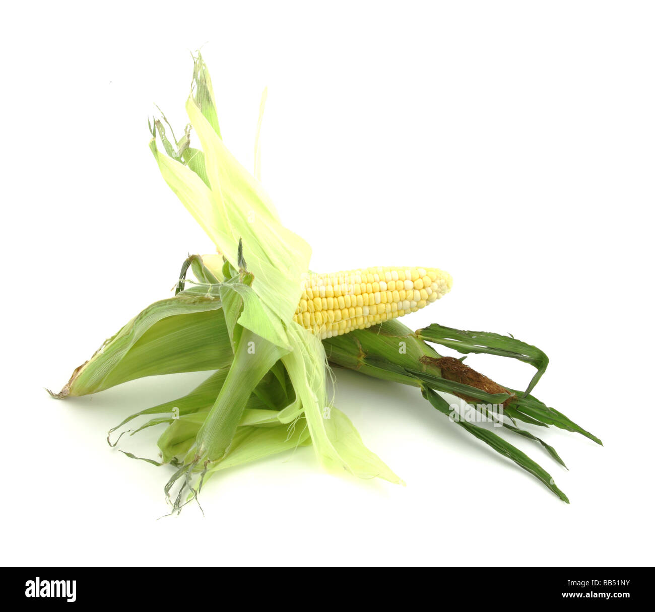 Two ears of corn Stock Photo - Alamy