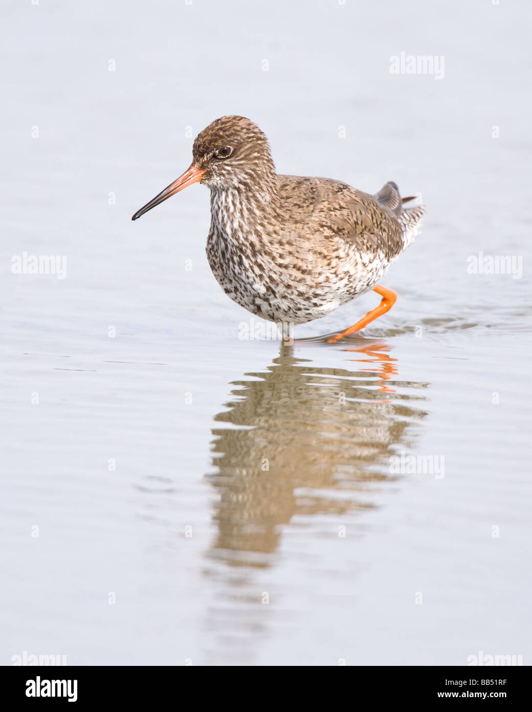 Common british wading bird hi-res stock photography and images - Alamy