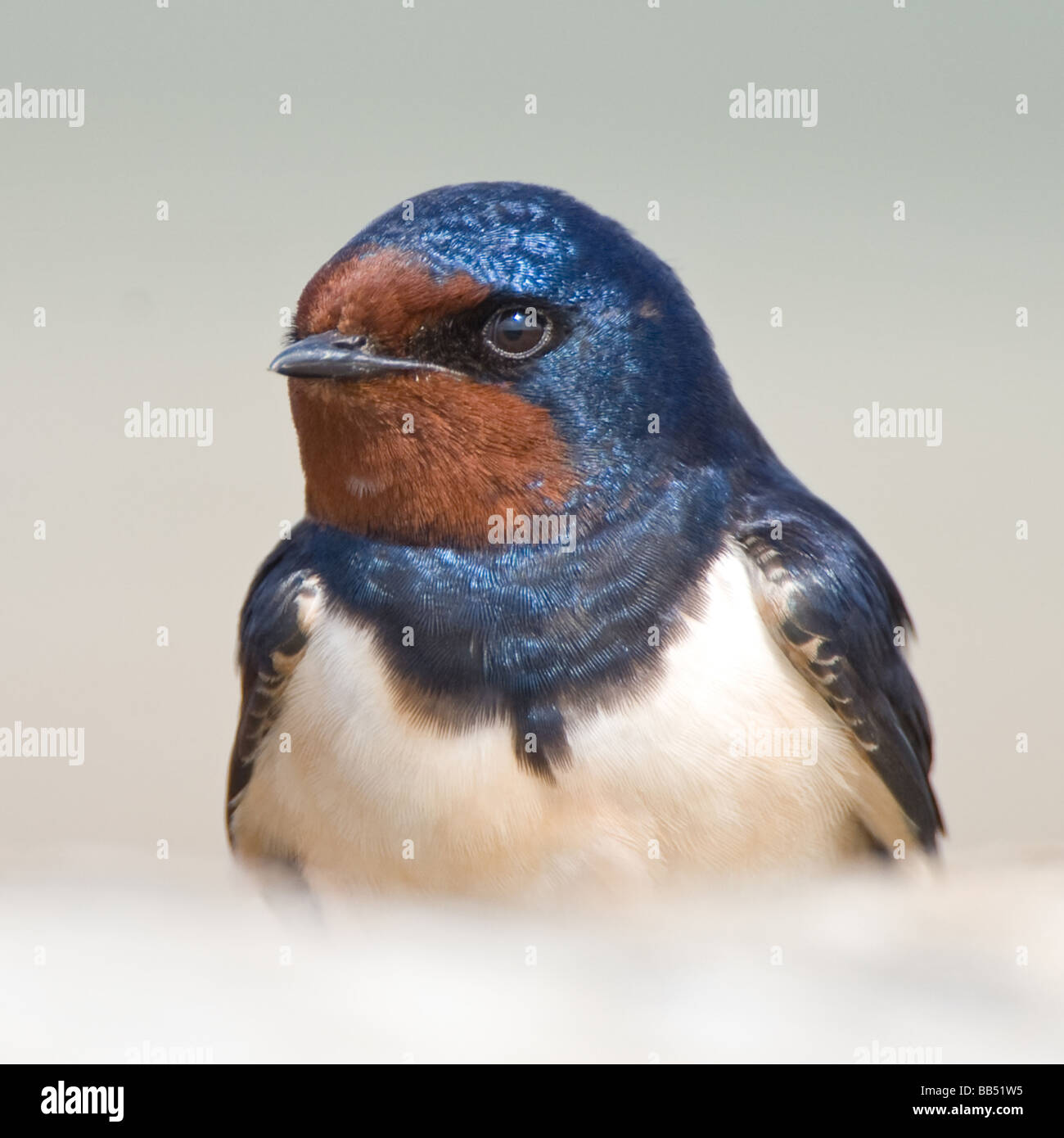 Portrait of a barn swallow Stock Photo - Alamy