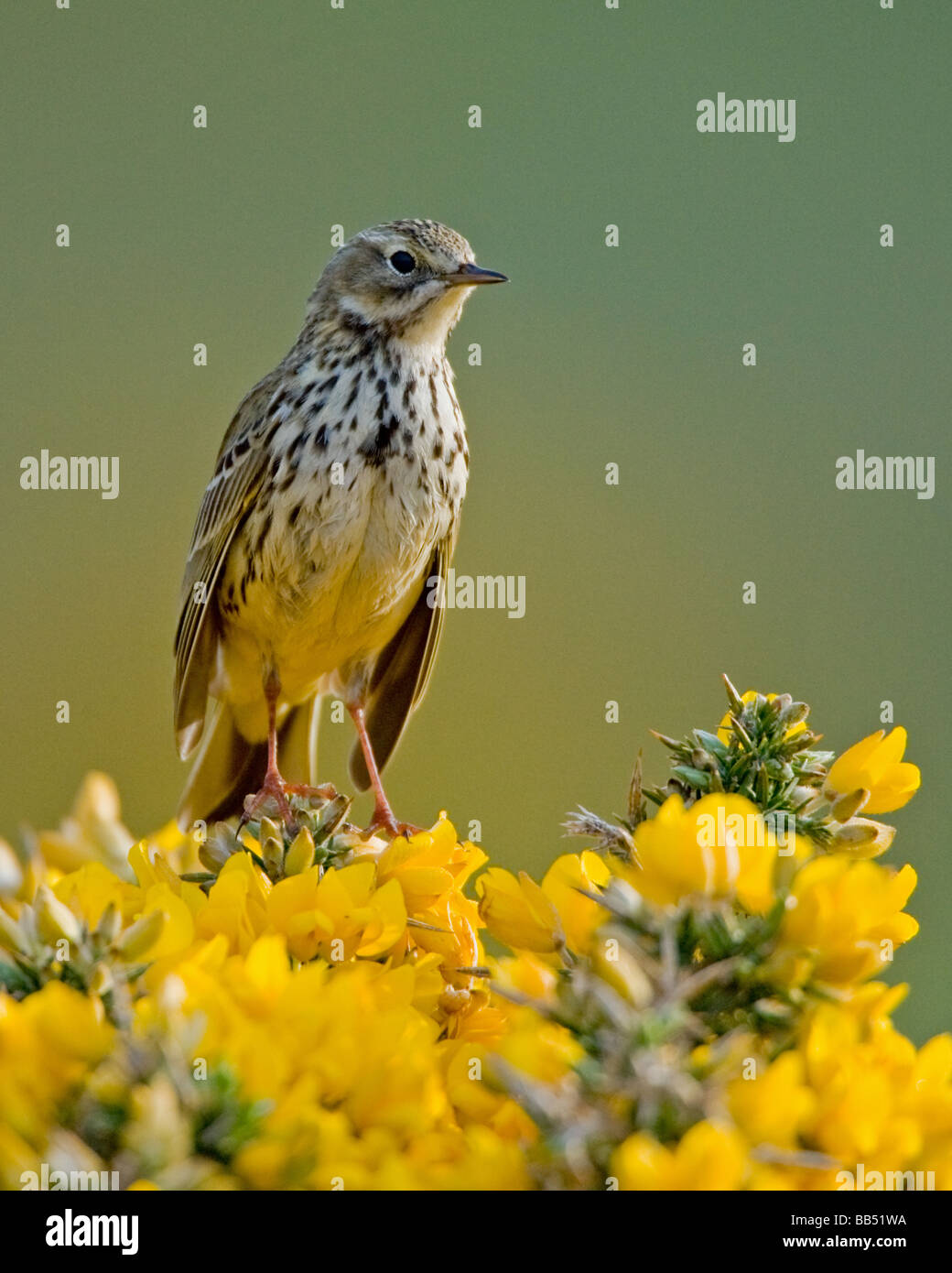 Meadow Pipit High Resolution Stock Photography and Images - Alamy