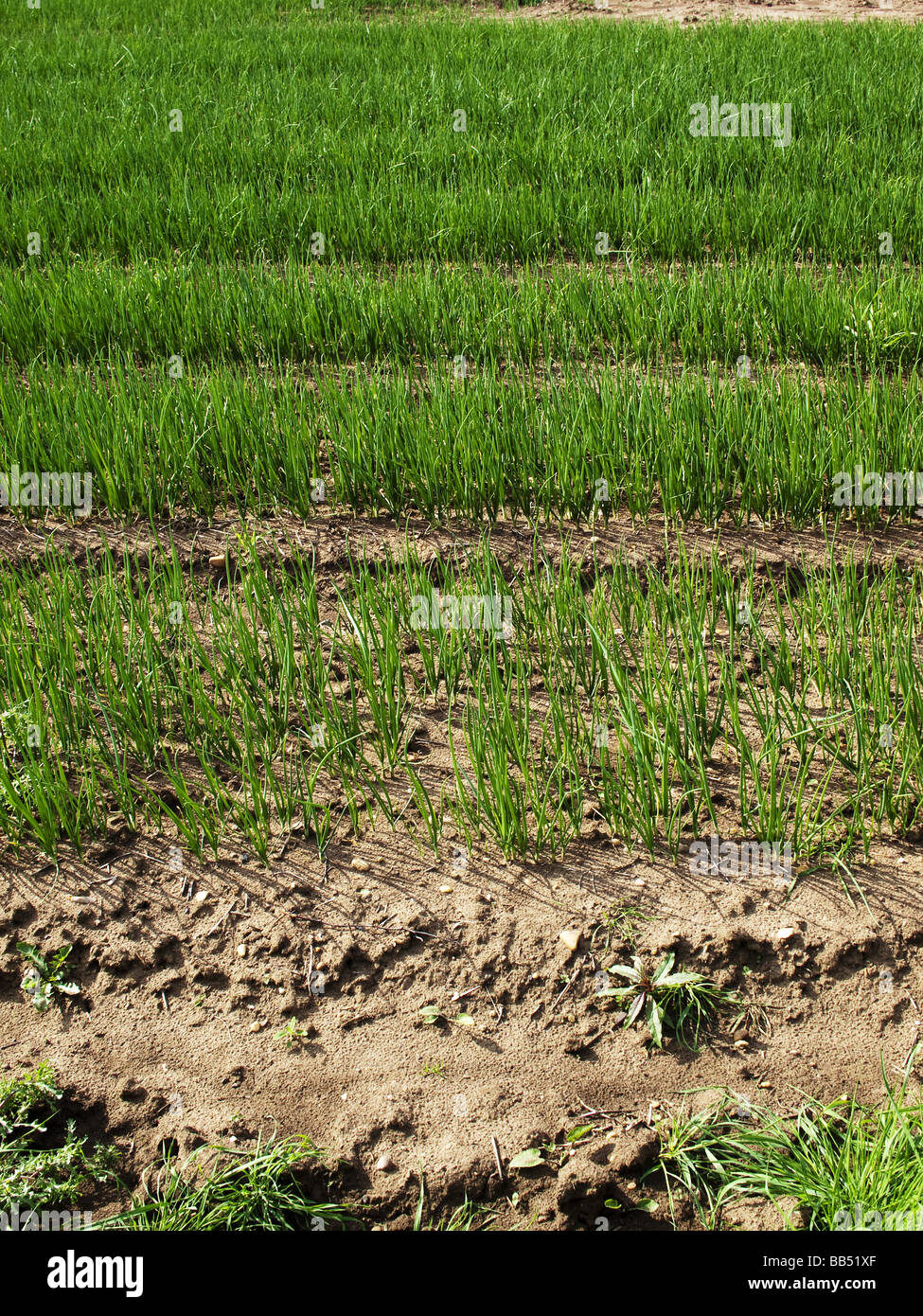 Crops on farmland in the countryside in a rural setting Stock Photo - Alamy