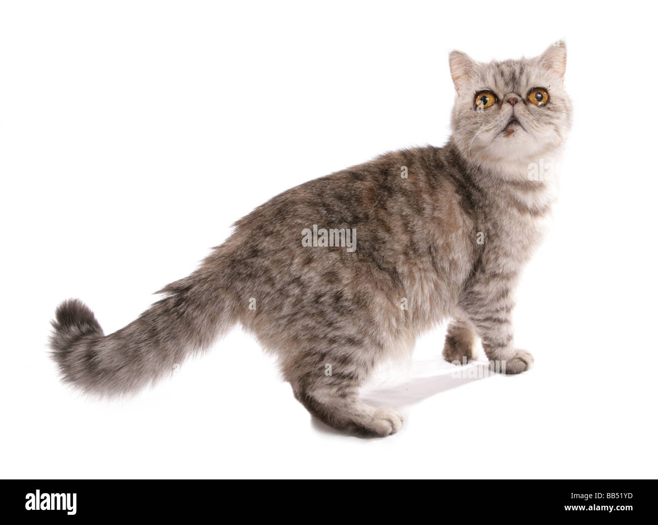 exotic cat portrait standing studio Stock Photo - Alamy