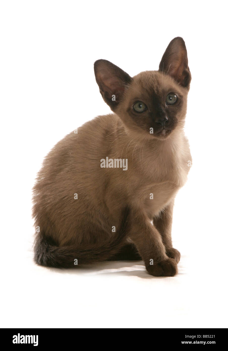 You out mink and it hi-res stock photography and images - Alamy