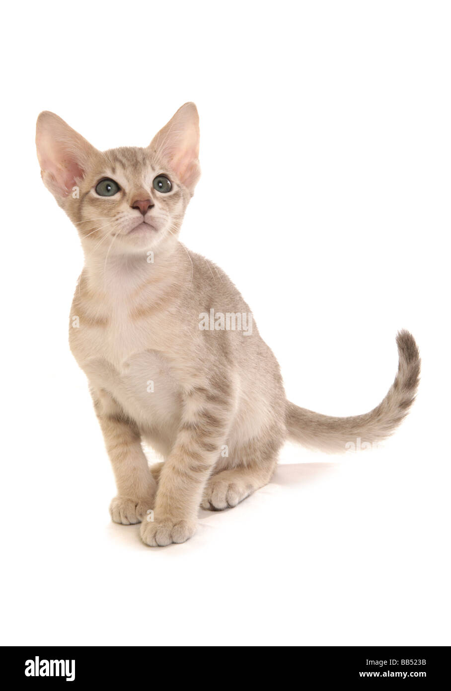 Blue Tabby Mink Tonkinese male kitten sitting portrait studio Stock ...