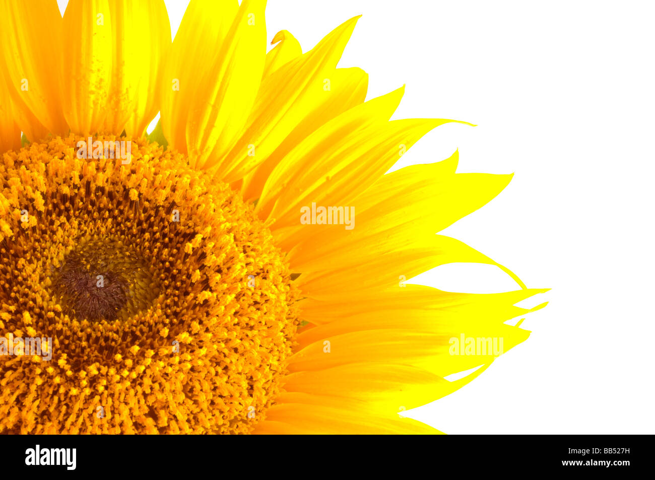Sunflower isolation hi-res stock photography and images - Alamy