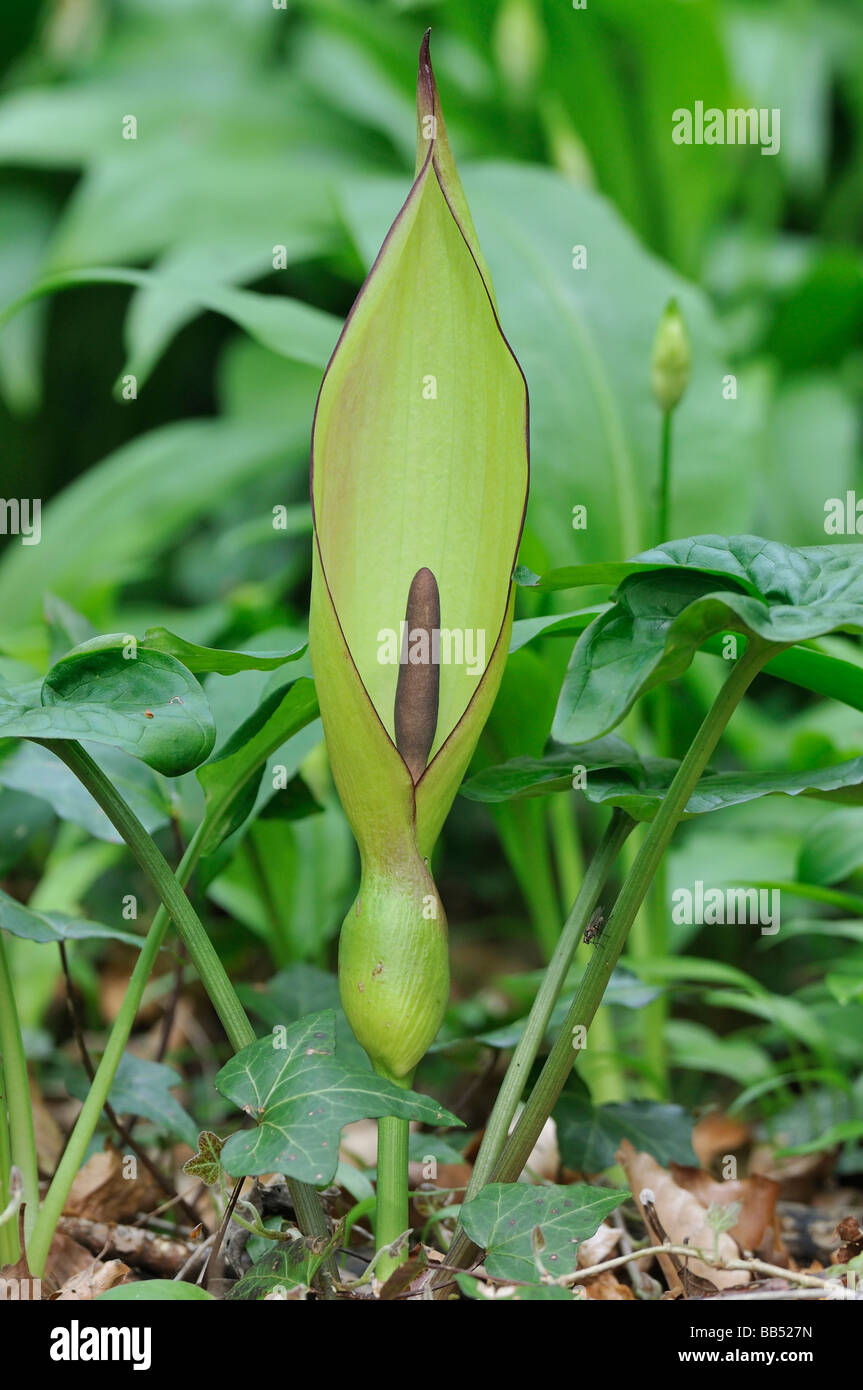 Cuckoo Pint or Lords and Ladies Arum maculatum Stock Photo - Alamy