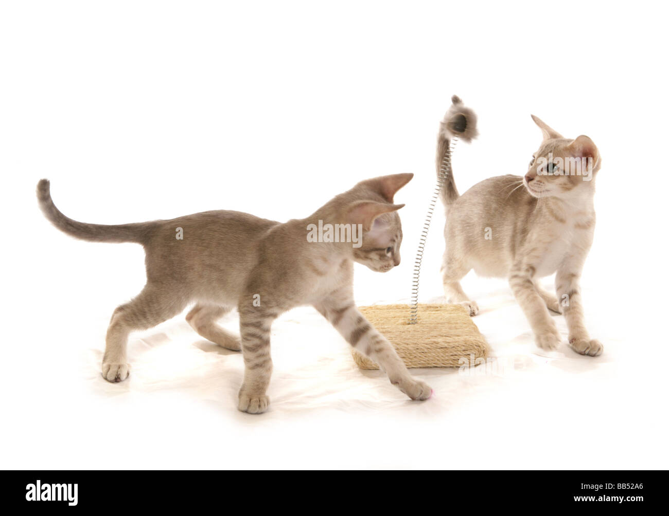 two Blue Tabby Mink Tonkinese male kittens playing with a toy portrait ...