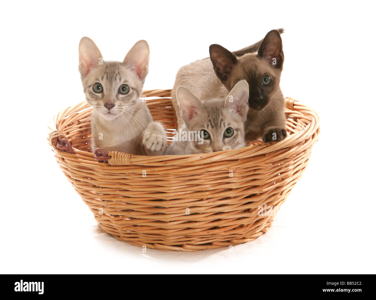 three Blue Tabby Mink Tonkinese male kittens in a basket portrait ...