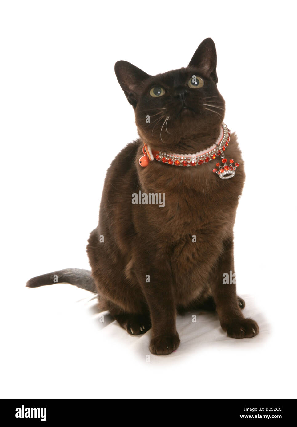 Adult cat hi-res stock photography and images - Alamy