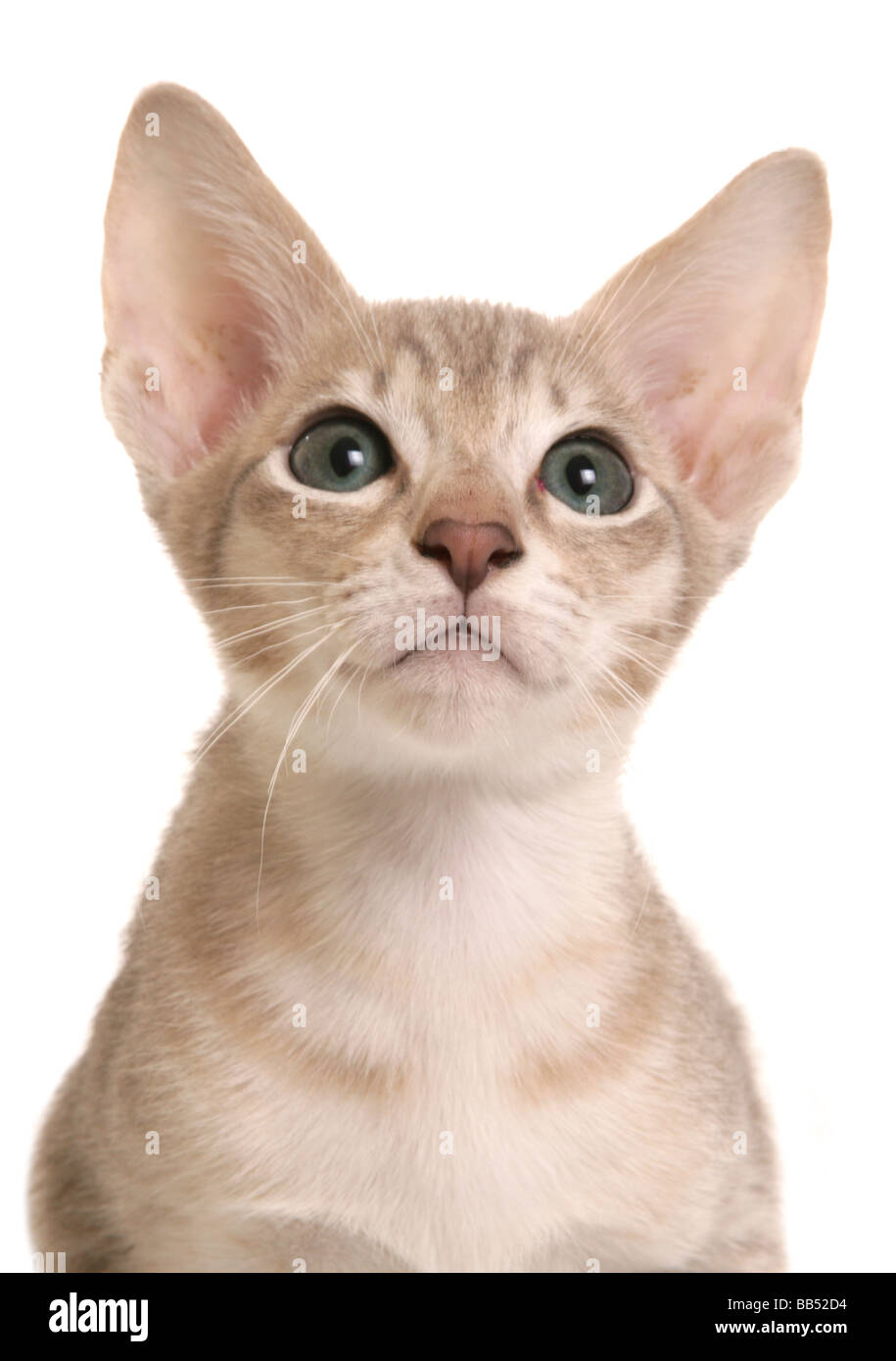 Blue Tabby Mink Tonkinese male kitten head portrait studio Stock Photo ...