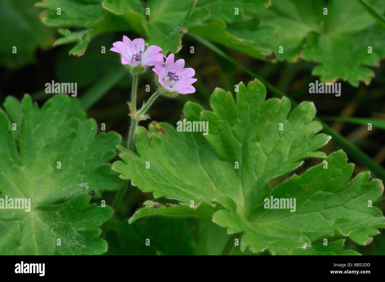 The dovesfoot cranesbill or dovesfoot geranium hi-res stock photography ...