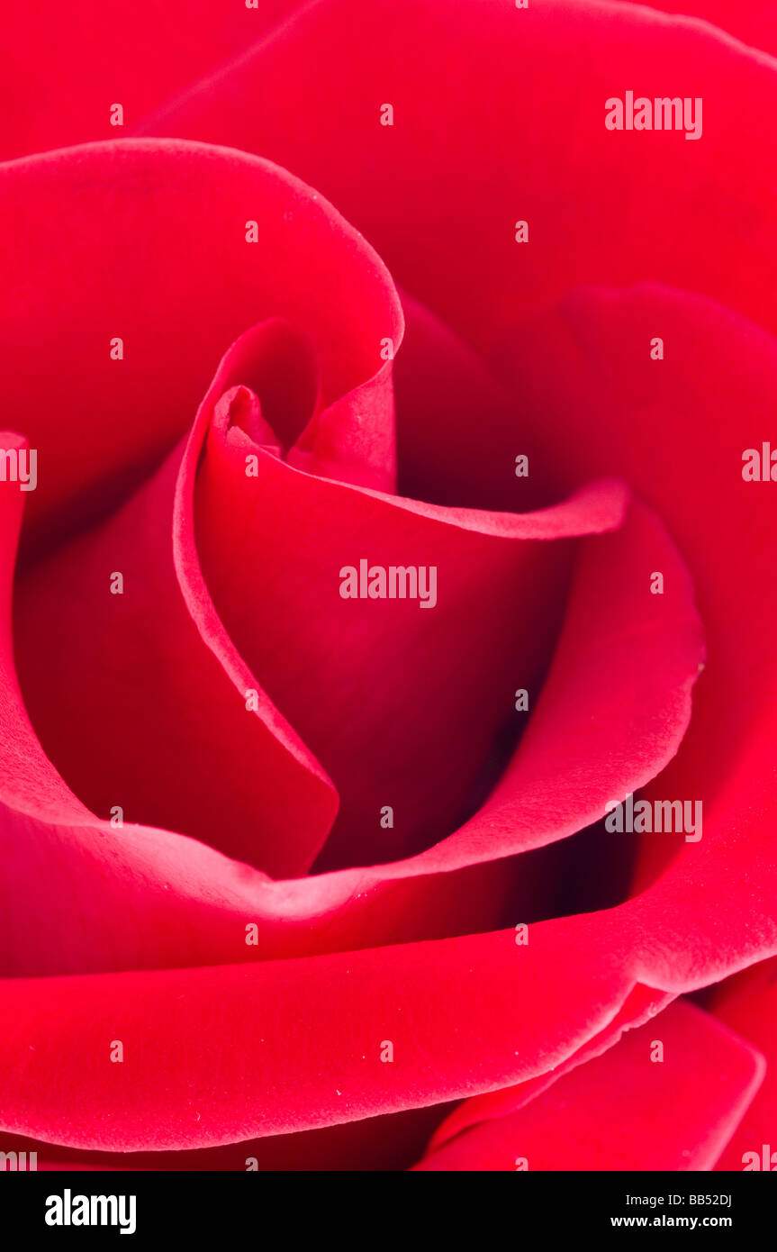 beautiful red rose Stock Photo - Alamy