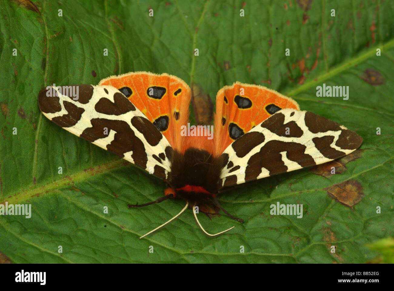 Garden Tiger Moth - Arctia caja Stock Photo - Alamy