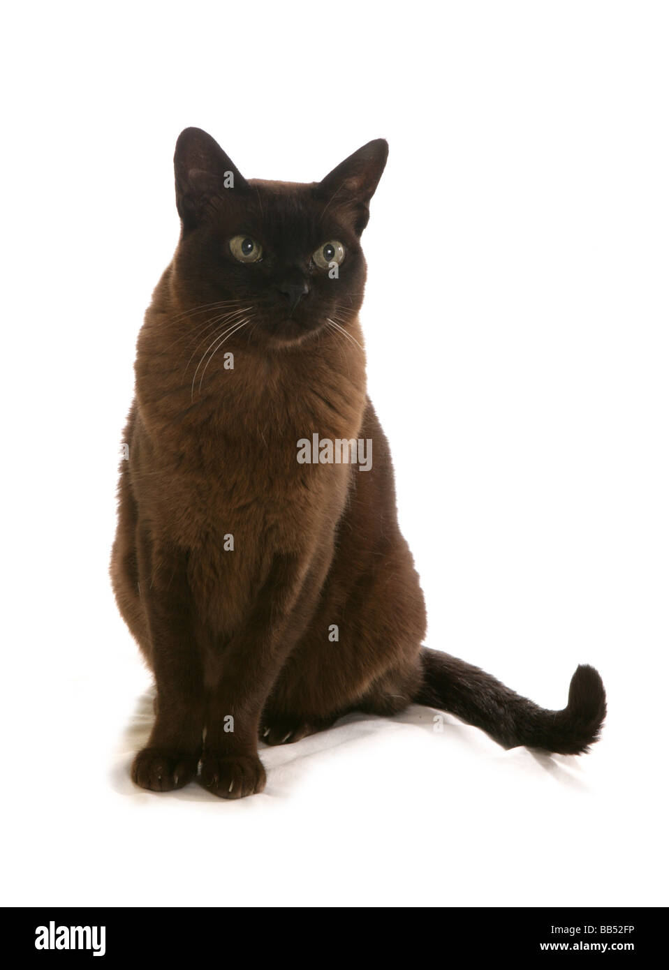 Adult cat hi-res stock photography and images - Alamy