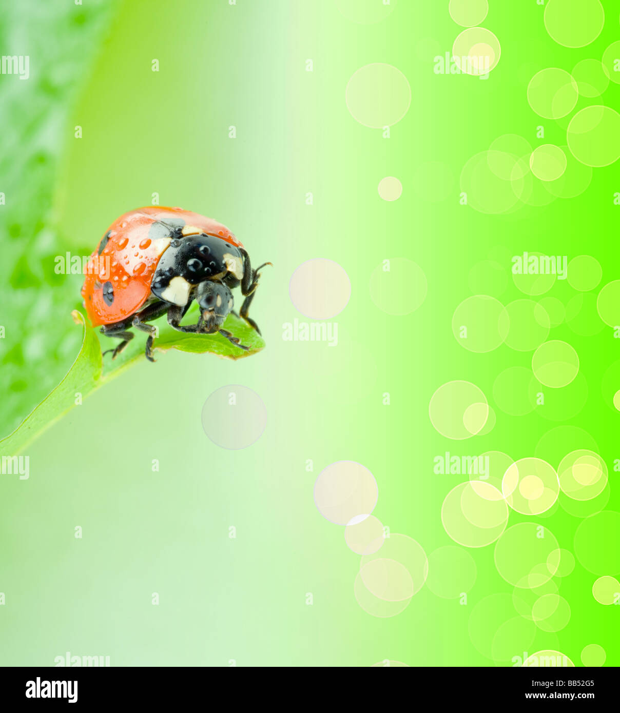 green leaf with ladybug Stock Photo - Alamy