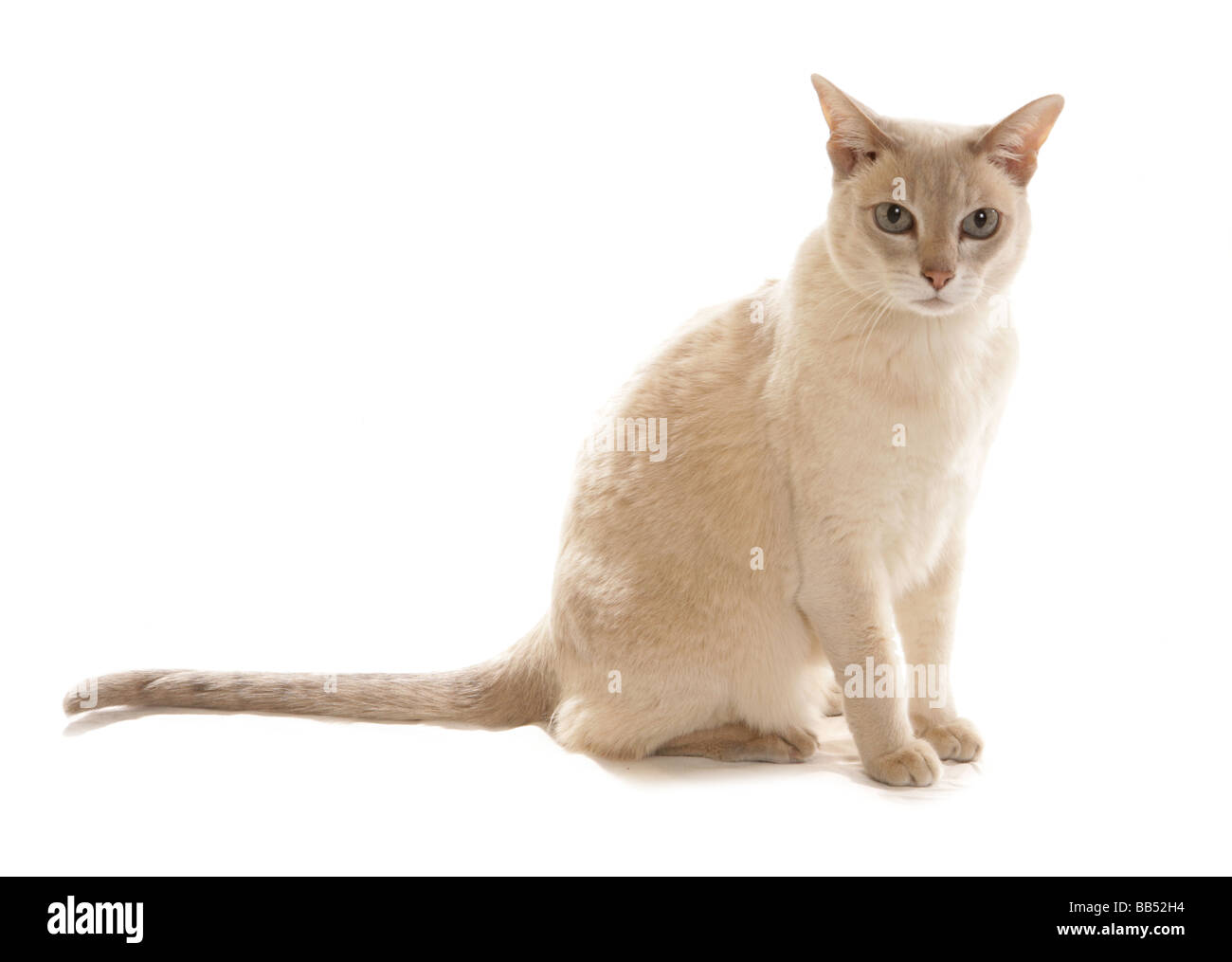 Tonkinese Lilac based Caramel Tabby Mink adult cat Sitting portrait ...