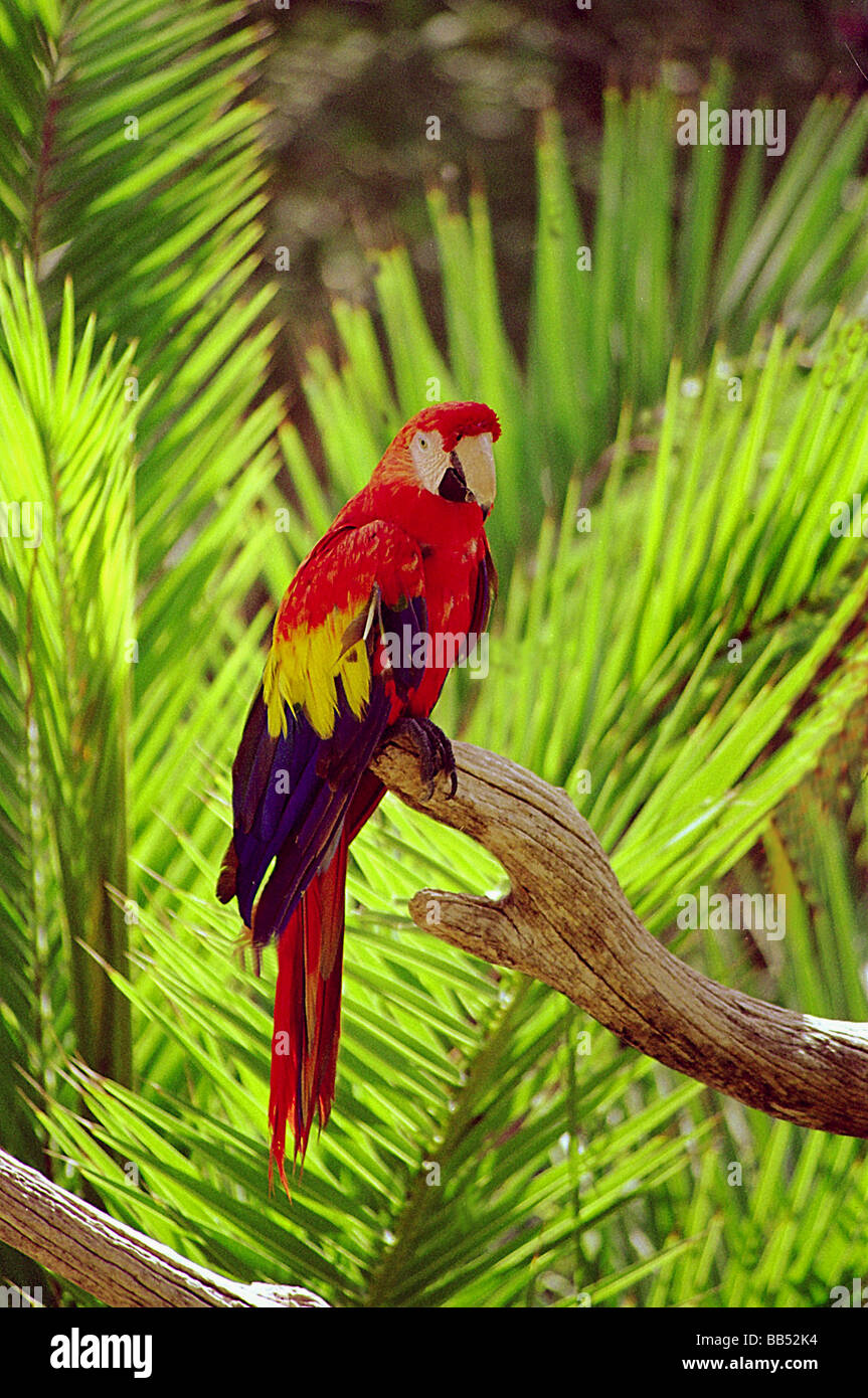 a wonderfull red ara Stock Photo - Alamy