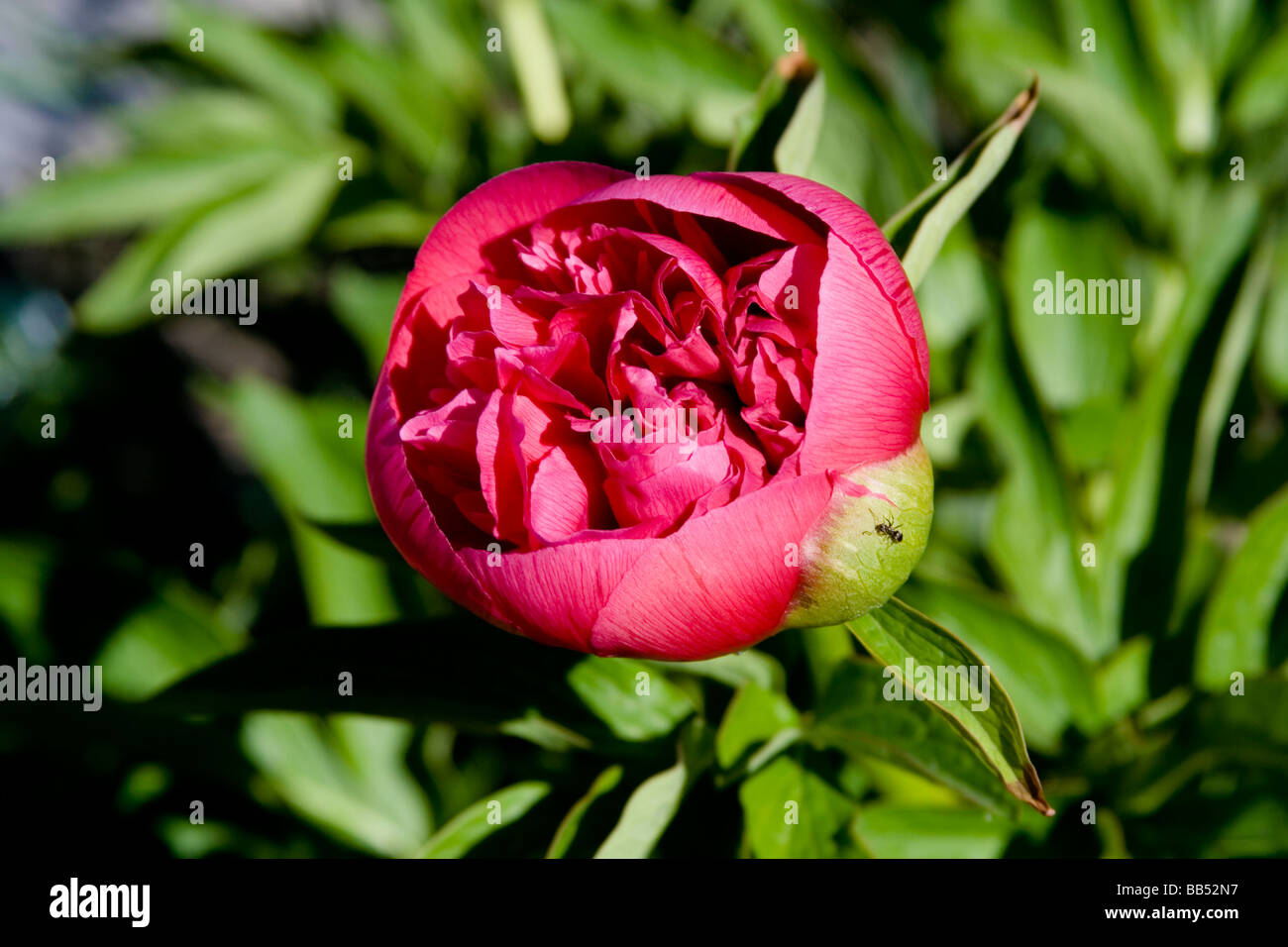 Busch pfingstrosen hi-res stock photography and images - Alamy