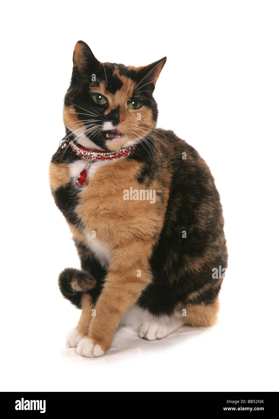 White red cat sitting Cut Out Stock Images & Pictures - Alamy