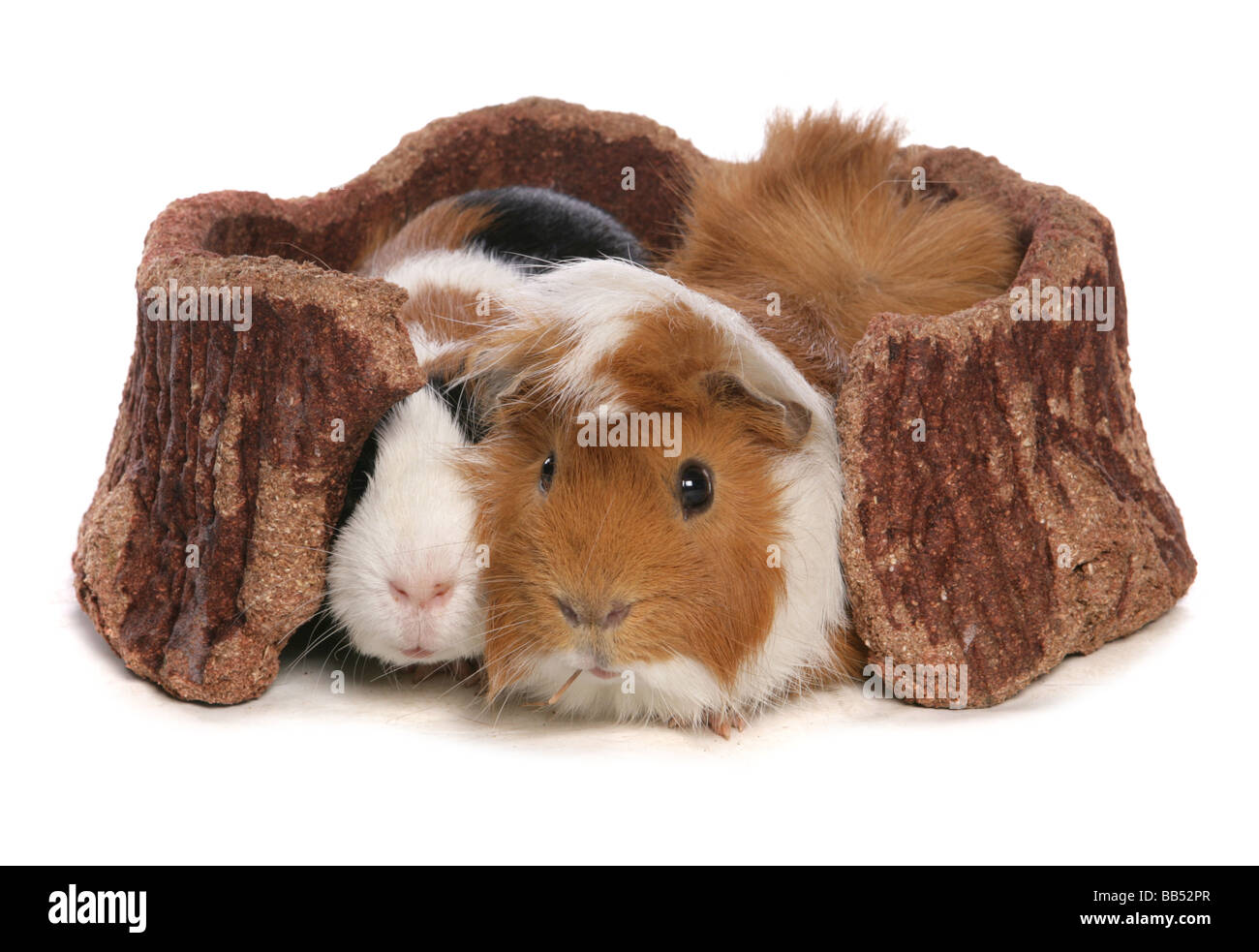 Guinea pigs portrait studio Stock Photo - Alamy