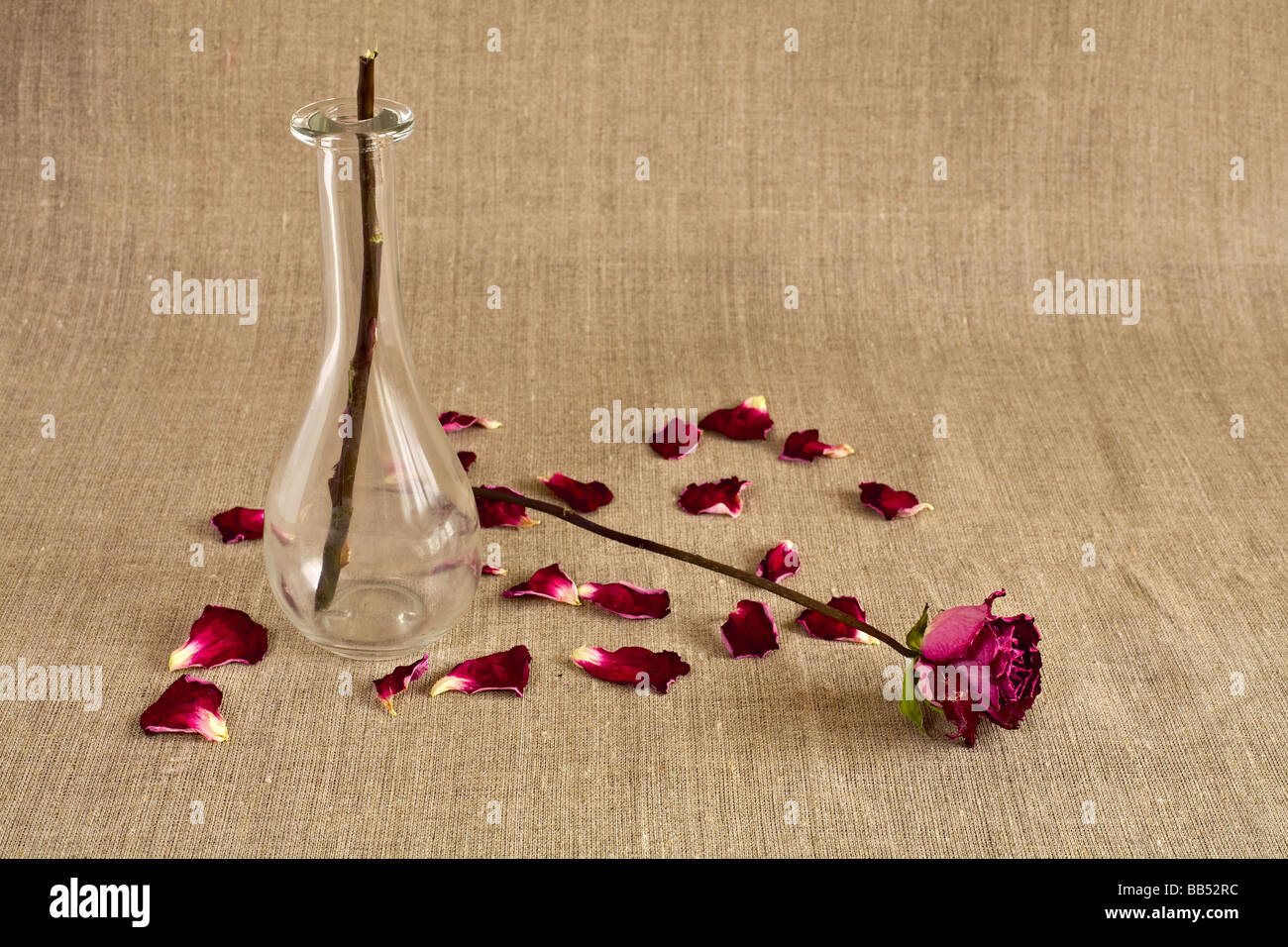 Broken rose with dropped petals over canvas background Stock Photo - Alamy