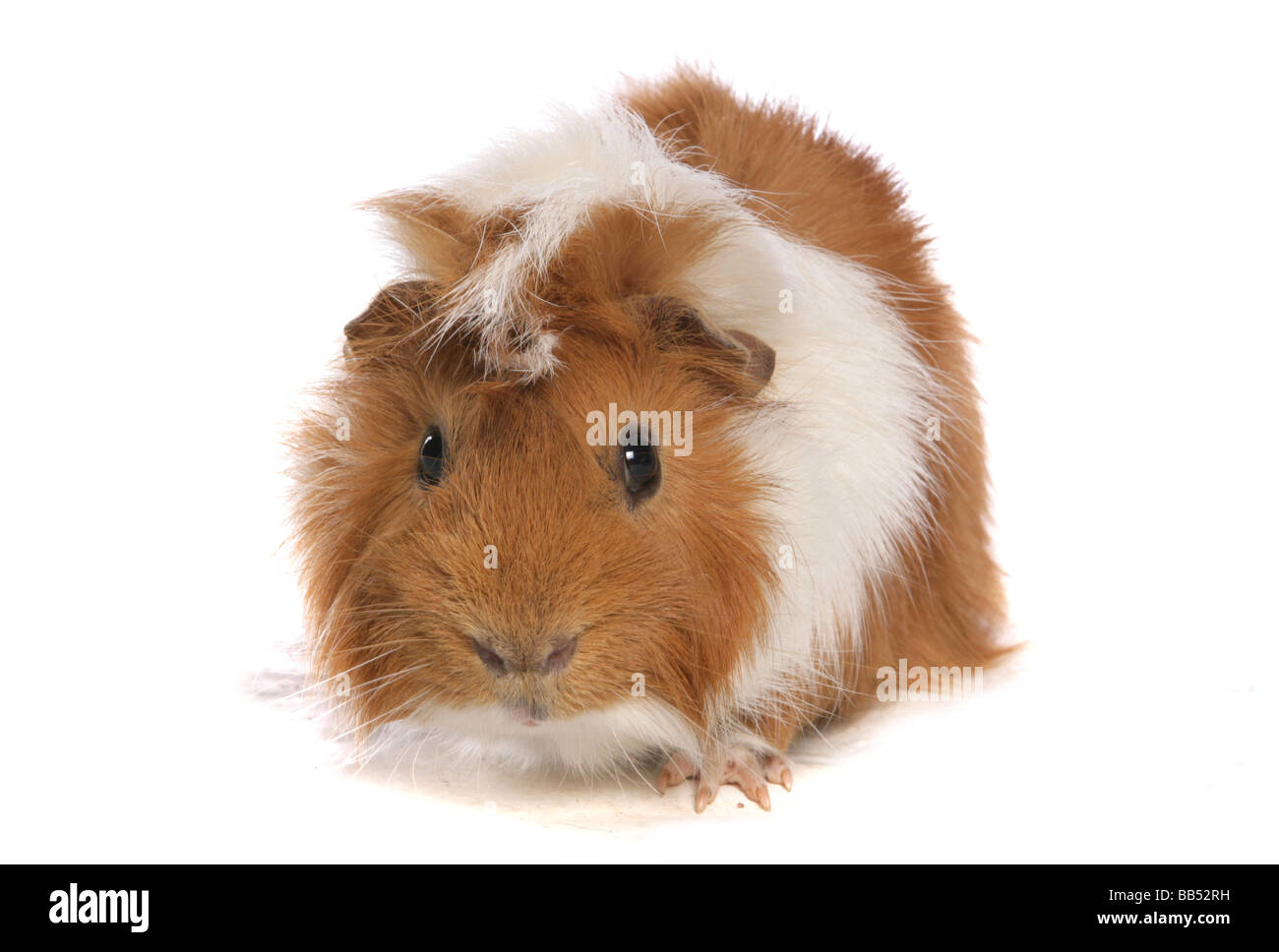 guinea pig portraits studio Stock Photo - Alamy