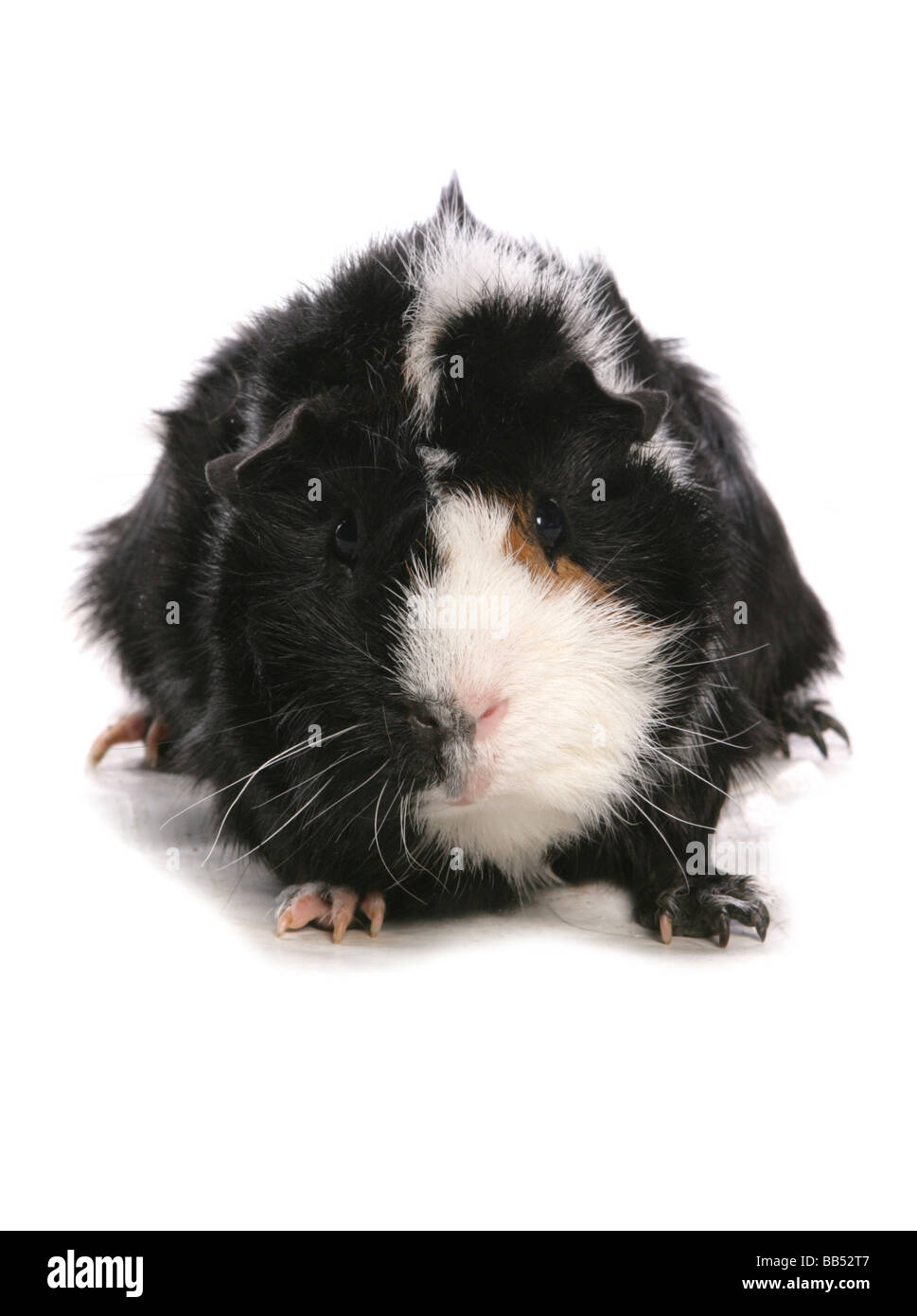 Guinea pig portrait studio Stock Photo - Alamy