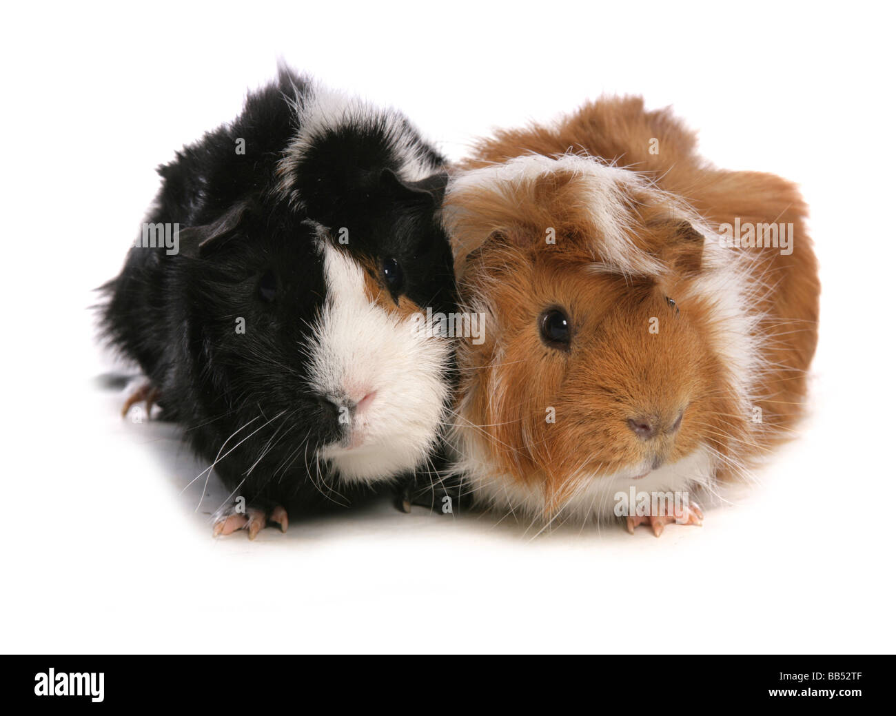 Guinea pig portrait studio Stock Photo - Alamy
