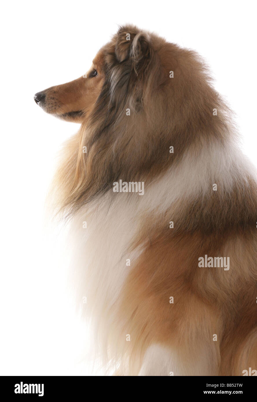 Side profile of dog hi-res stock photography and images - Alamy